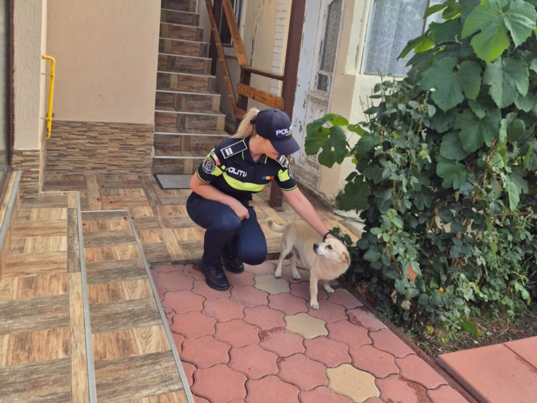 Polițiștii din Olt verifică modul în care sunt îngrijite animalele pe ...